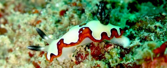 What is a Nudibranch? : Koh Lipe Divers